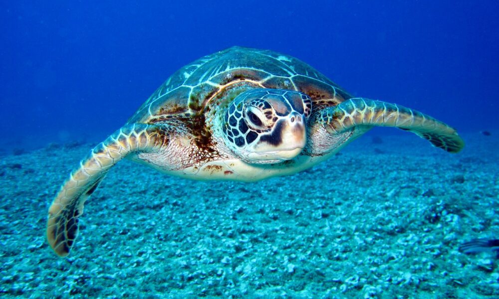 The Amazing World of Sea Turtles - Top Facts You Need to Know - TechBullion