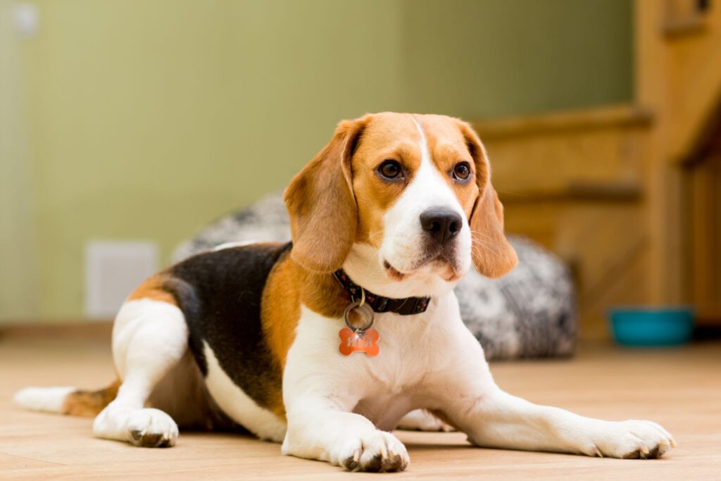 Beagle Dogs: Unraveling the Playful and Loyal Companion - TechBullion