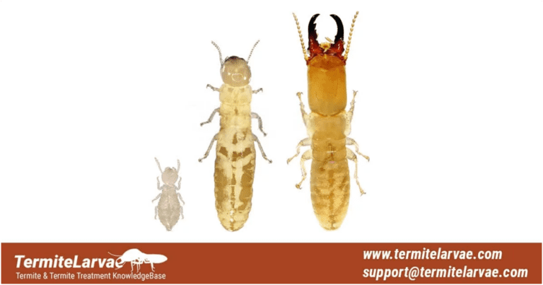 What Does Termite Larvae Look Like? - TechBullion