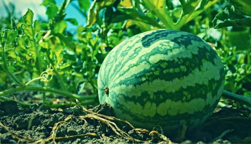 Understanding the Watermelon Growth Stages: From Seed to Sumptuous Fruit