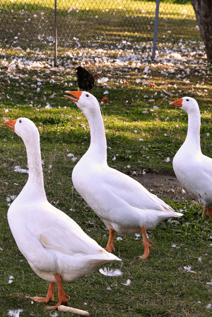 Optimizing Animal Welfare on Farms: Best Practices Recommended by Meg ...