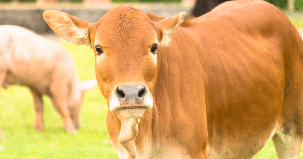 Optimizing Animal Welfare on Farms: Best Practices Recommended by Meg ...