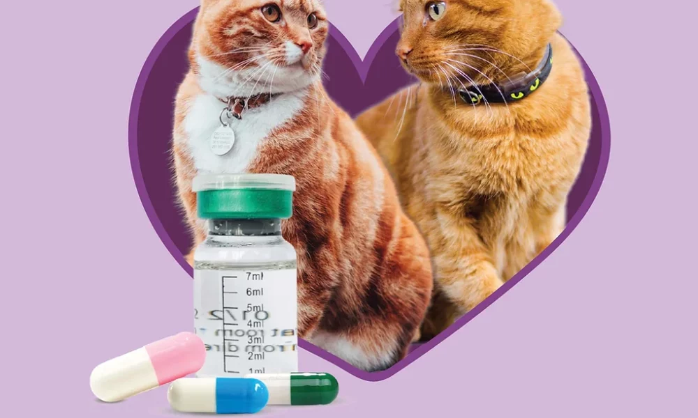 Cat FIP (Feline Infectious Peritonitis): Symptoms, Causes, and ...