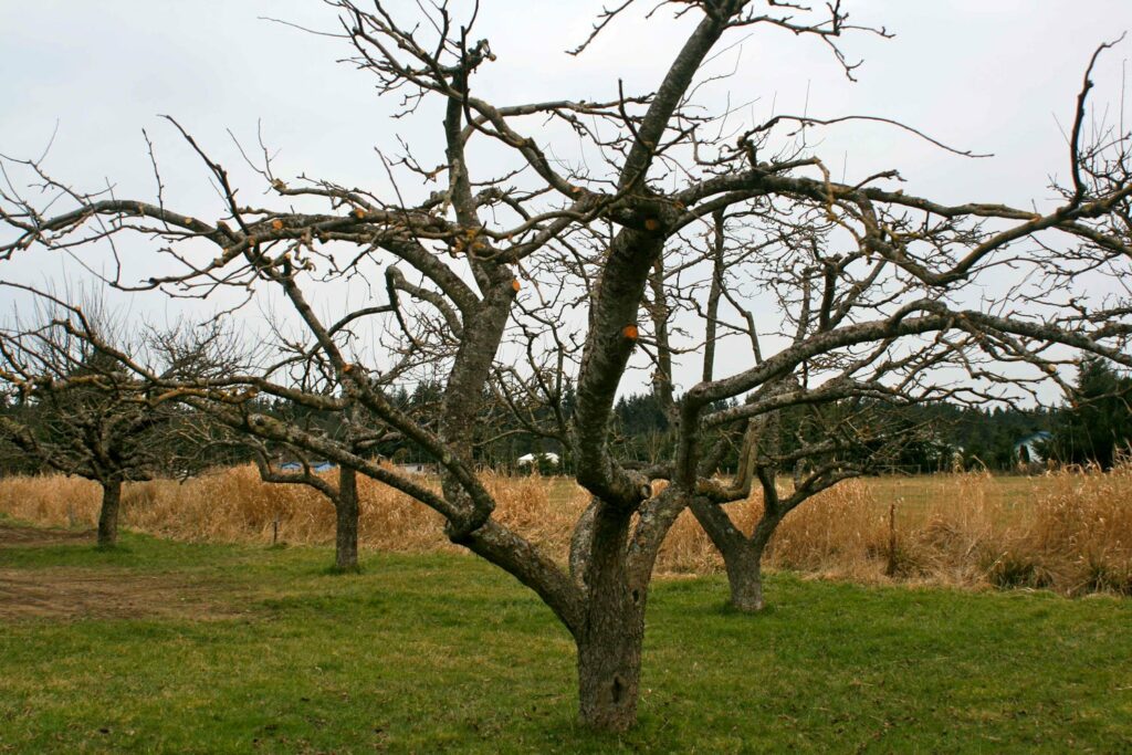 How to Prune Fruit Trees Using the Modified Central Leader Method ...
