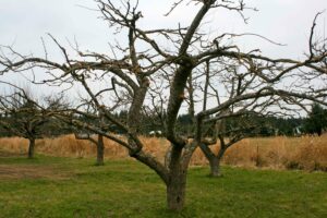 How to Prune Fruit Trees Using the Modified Central Leader Method ...
