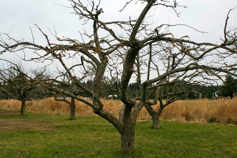 How to Prune Fruit Trees Using the Modified Central Leader Method ...