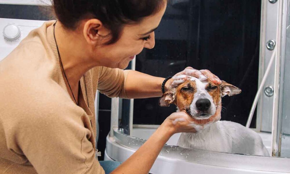 The Importance of Regular Dog Bathing for Skin and Coat Health ...