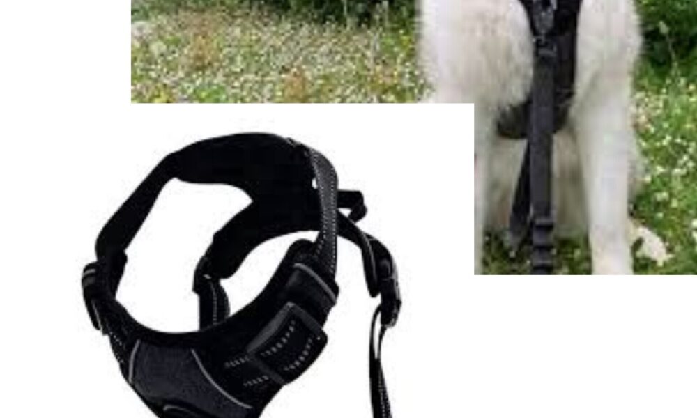 Pawsafe Harness Reviews: Must Read Before Buying? - TechBullion