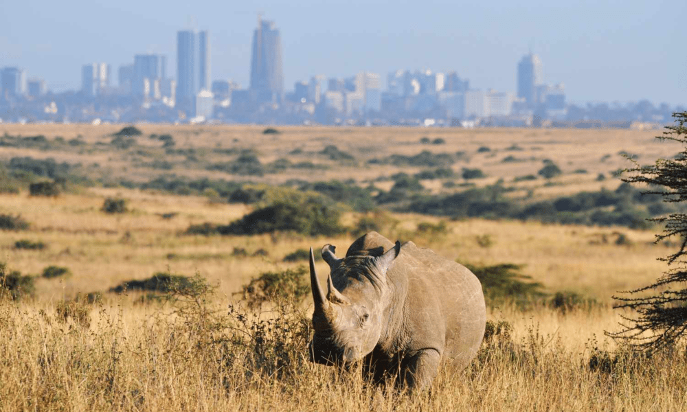 Download HD Streamz on Windows/Mac - TechBullion