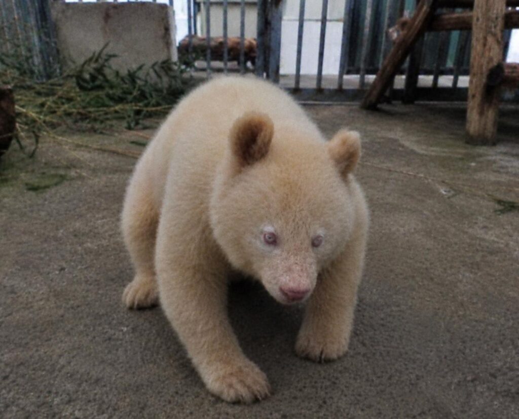 Rare Albino Giant Panda Cub “Snow” Born at Beijing Zoo in Historic ...
